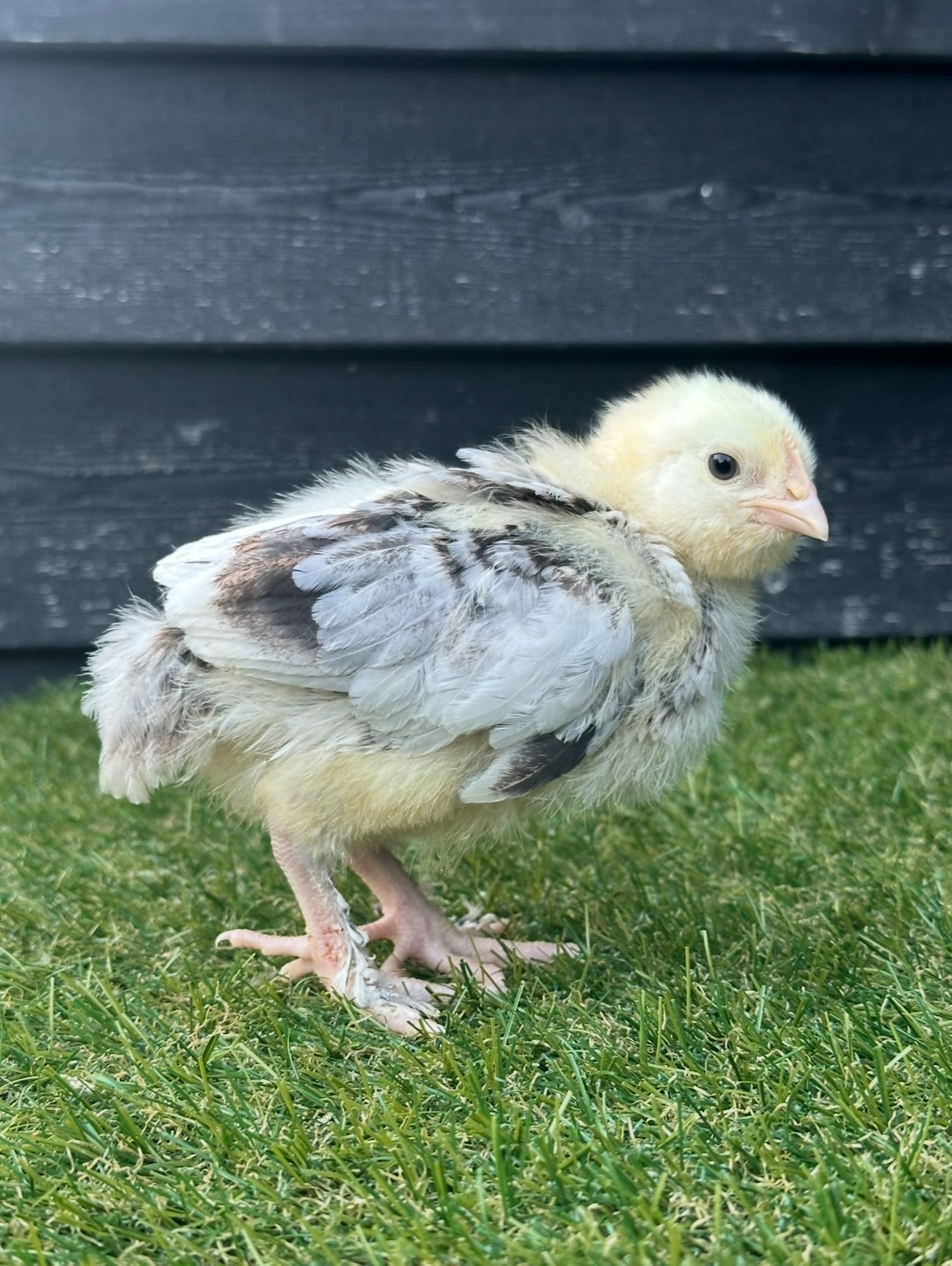 Zijn mijn kuikens hennen of hanen? Onze rassen uitgelicht! - Hobby Kip ...